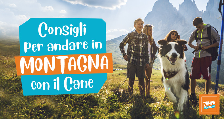 Consigli per andare in montagna con il cane | Zampa Vacanza